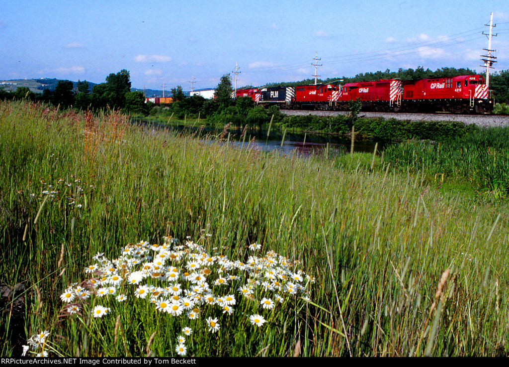 Blowing past daisies